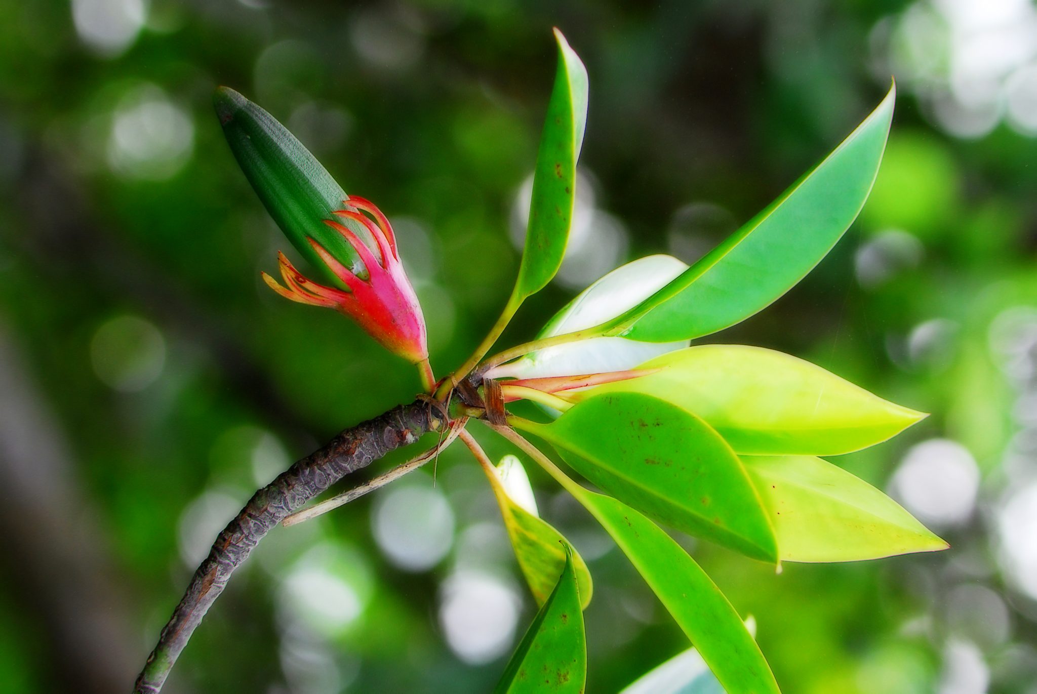 Flora – Langkawi Global Geopark